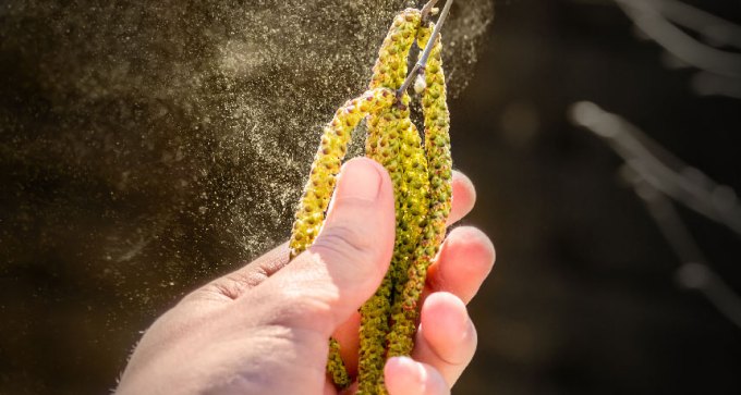 How allergens in pollen help plants do more than make you sneeze