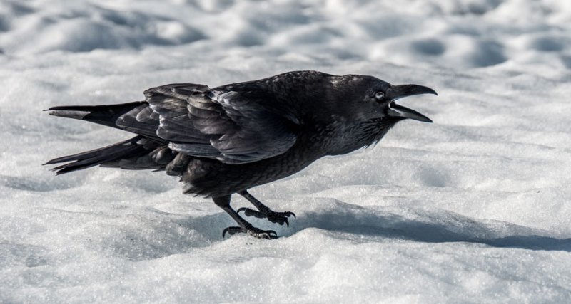 Bad moods could be contagious among ravens