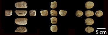 Capuchin monkeys’ stone-tool use has evolved over 3,000 years