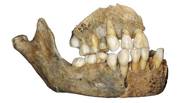 DNA reveals a European Neandertal lineage that lasted 80,000 years