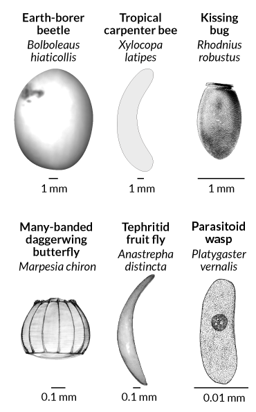 Why some insect eggs are spherical and others look like hot dogs ...