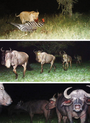 How the moon’s light affects animals | Science News
