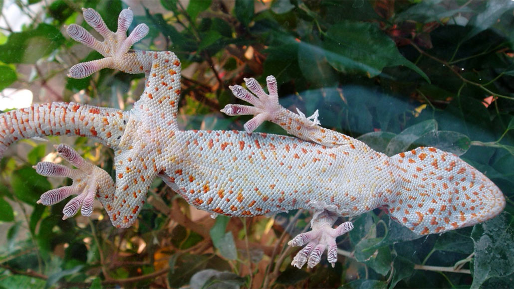 50 years ago, scientists thought they knew why geckos had sticky feet