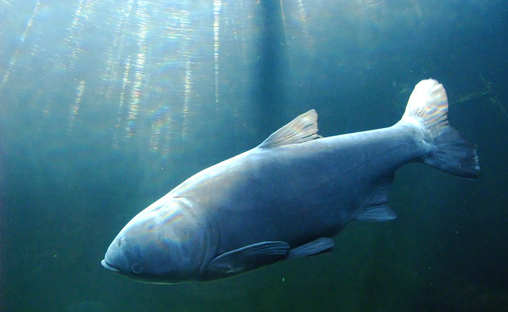 Invasive carp fueled by mussel poop could spread across Lake Michigan ...