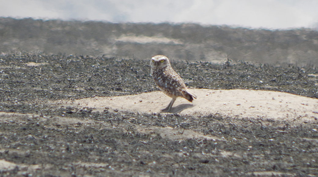 Burrowing birds create pockets of plant life in a desert landscape ...