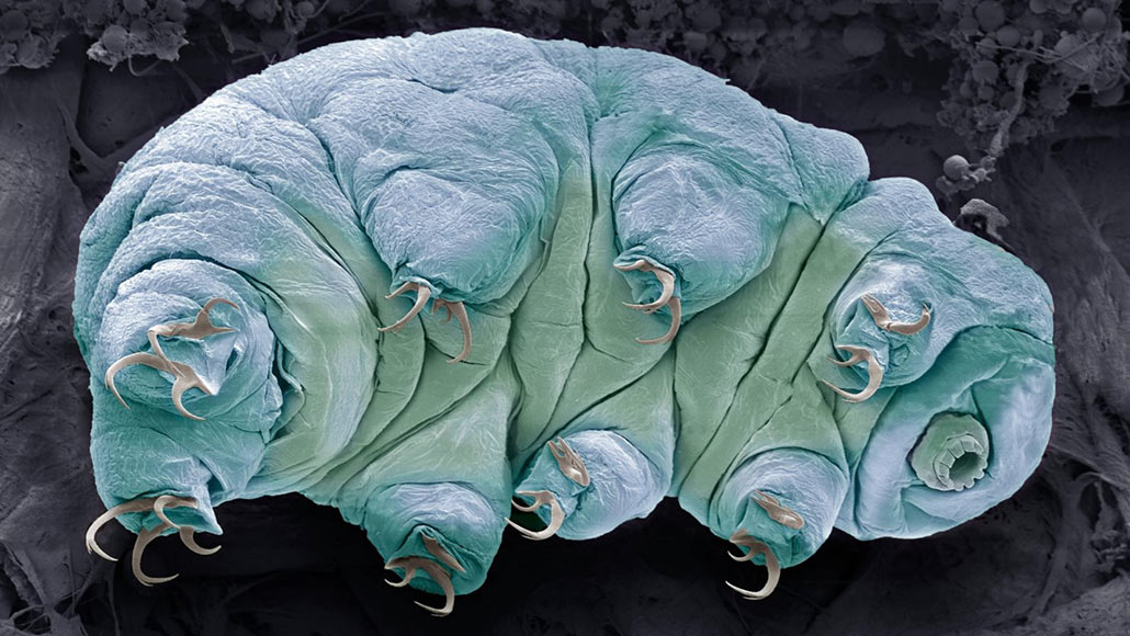 How tardigrades protect their DNA to defy death