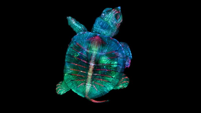 See the winners of the Nikon Small World micro-photography contest ...