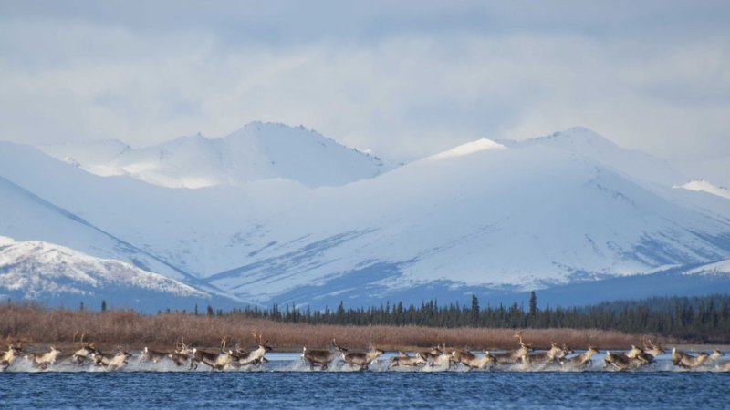 Caribou migrate farther than any other known land animal