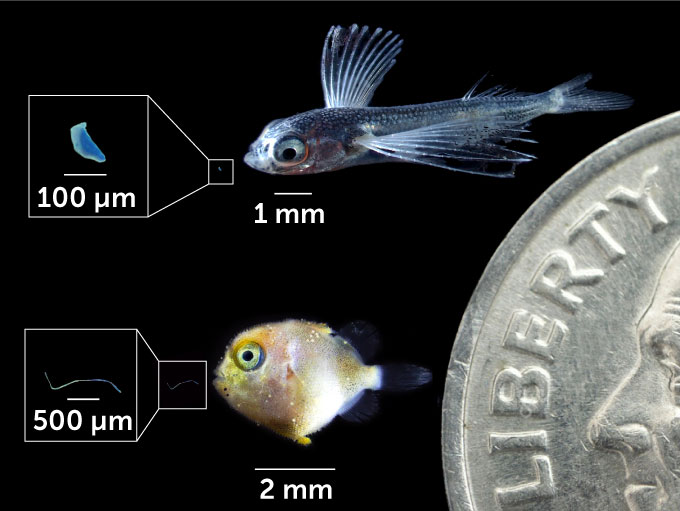 Plastics outnumber baby fish 7-to-1 in some coastal nurseries