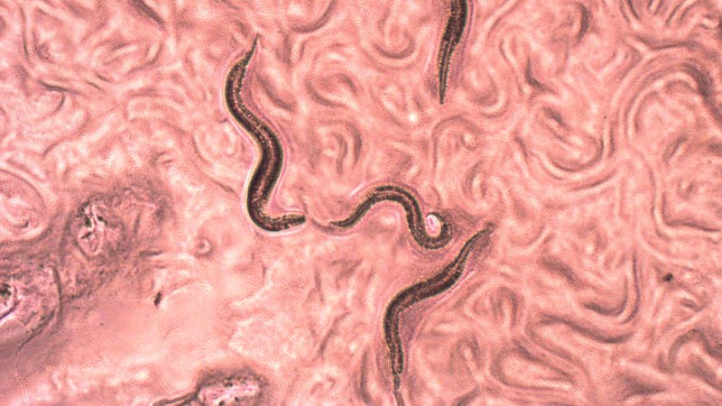 Devil worm genes hold clues for how some animals survive extreme heat