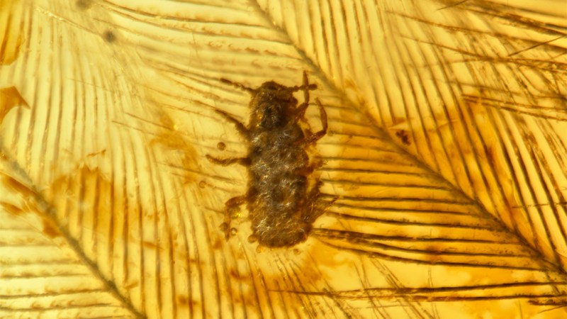 Insects munched on dinosaur feathers around 100 million years ago ...