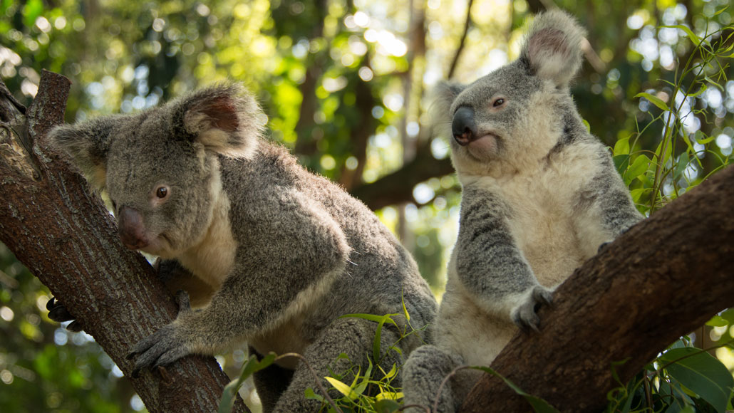 Koalas aren’t primates, but they move like monkeys in trees