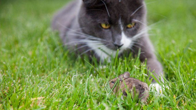 A parasite that makes mice unafraid of cats may quash other fears too