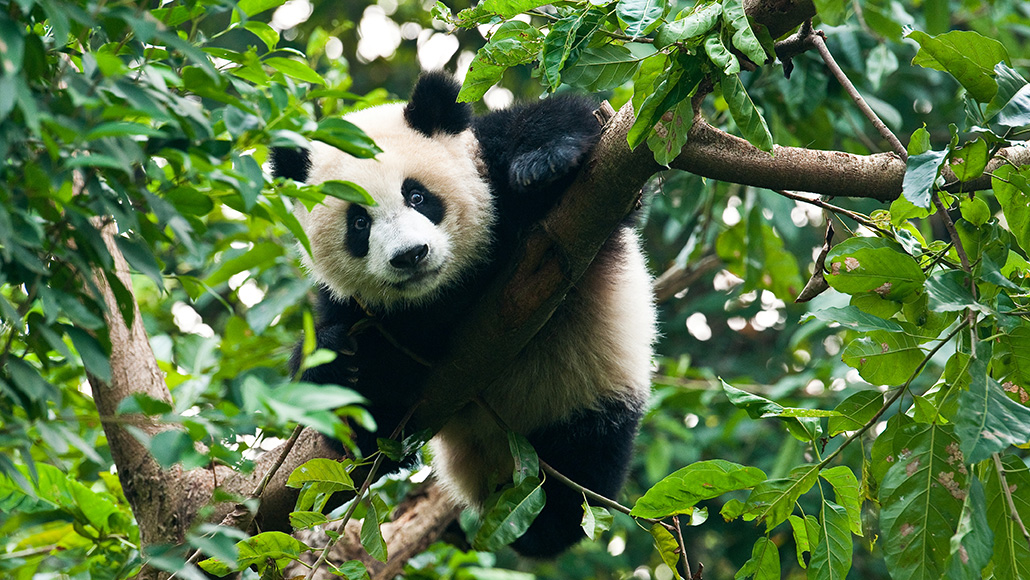 How pandas use their heads as a kind of extra limb for climbing