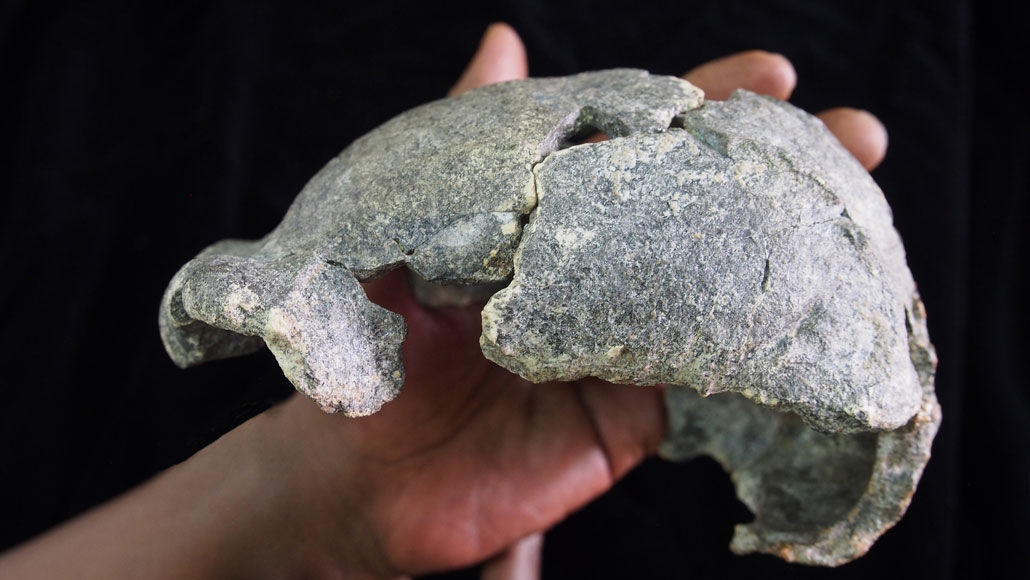 New fossils and artifacts show Homo erectus crafted a diverse toolkit