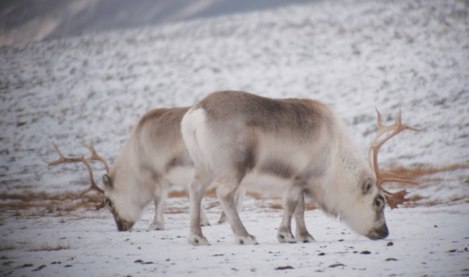 These women endured a winter in the high Arctic for citizen science