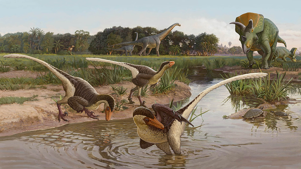 Fossils of a new dromaeosaur date to the end of the Age of Dinosaurs
