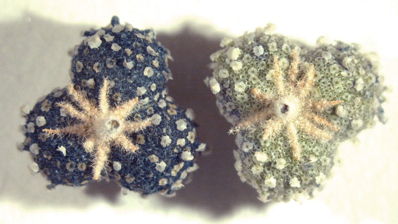Ancient recipes led scientists to a long-lost natural blue