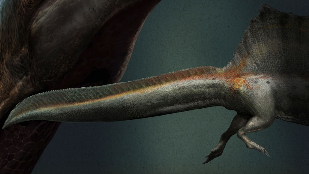 Spinosaurus fossil tail suggests dinosaurs were swimmers after all