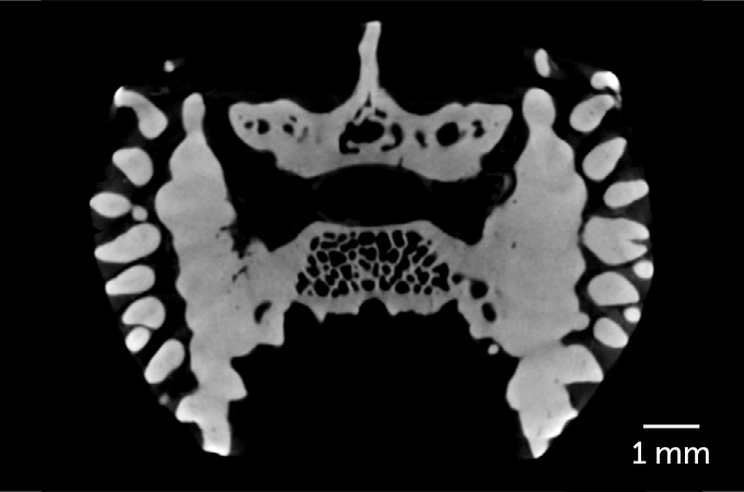 Here’s why a hero shrew has the sturdiest spine of any mammal