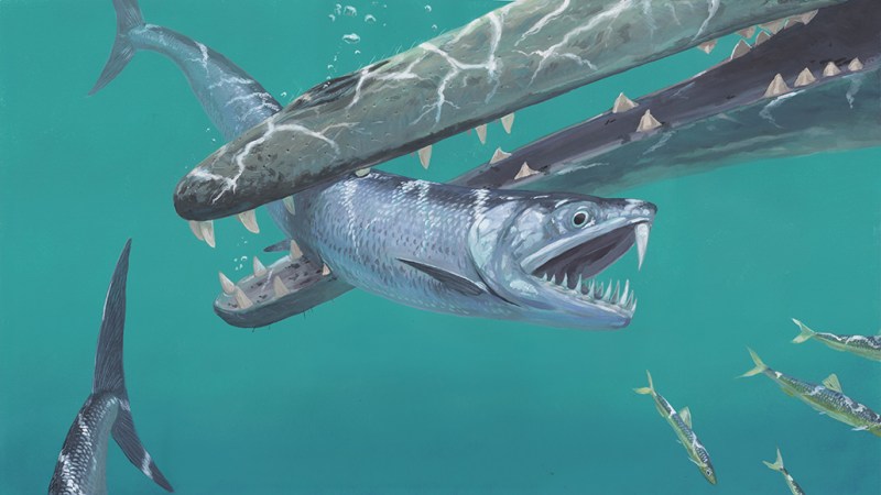 Saber-toothed anchovy kin hunted in the sea 50 million years ago ...