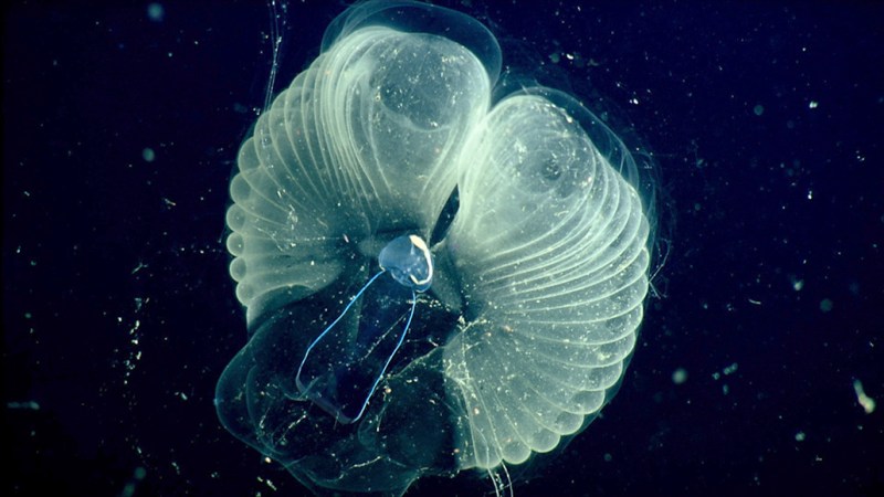 Larvaceans' underwater 'snot palaces' boast elaborate plumbing