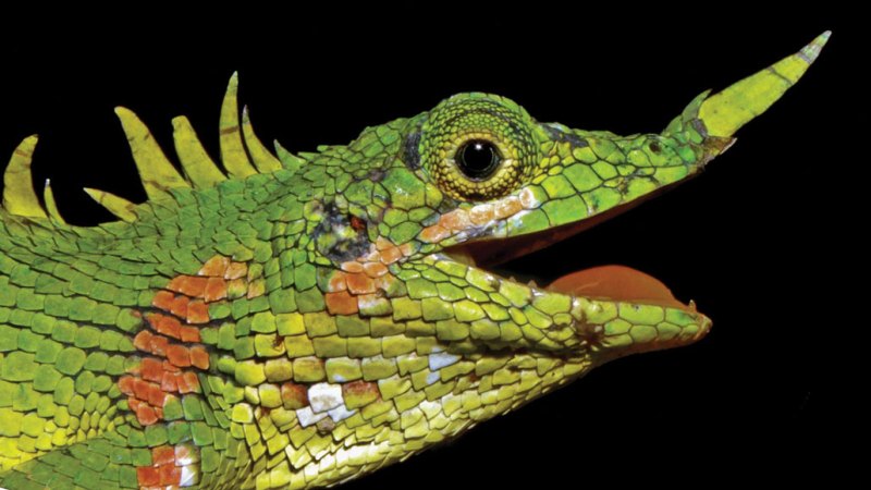 A nose-horned dragon lizard lost to science since 1891 has been found ...