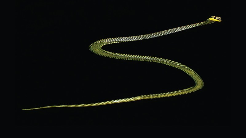 Here’s how flying snakes stay aloft