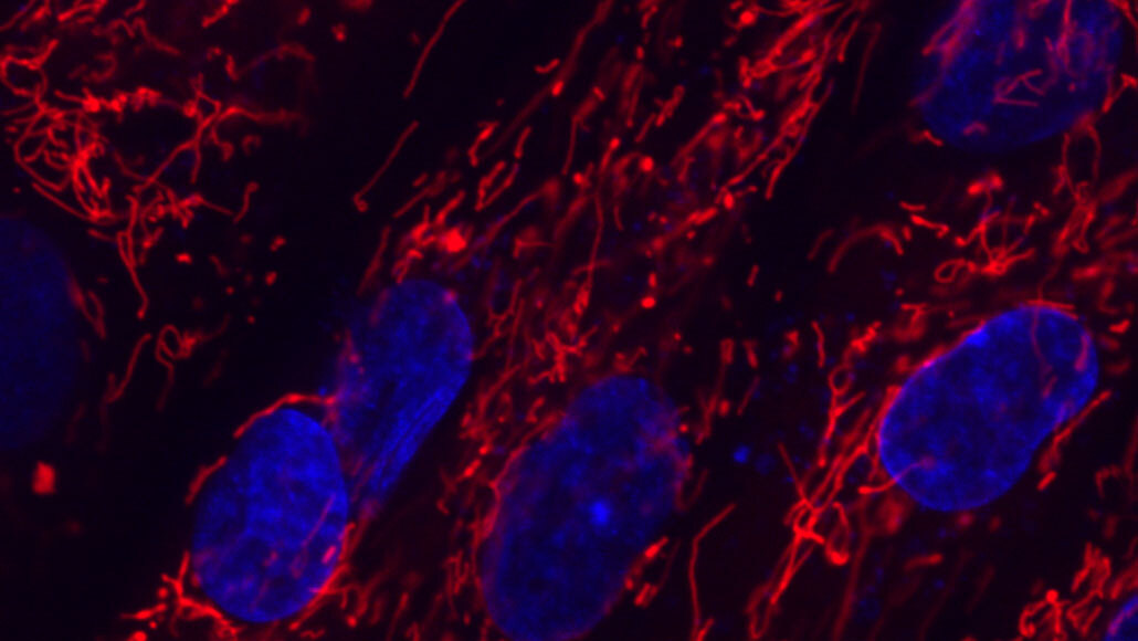 A bacterial toxin enables the first mitochondrial gene editor