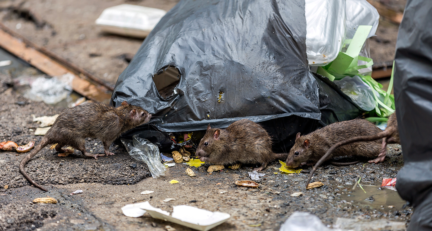 The ‘ratpocalypse’ isn’t nigh, according to service call data