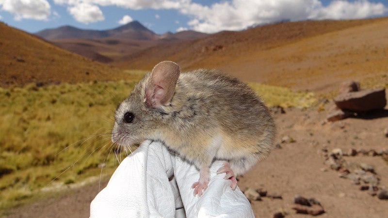 A South American mouse is the world’s highest-dwelling mammal