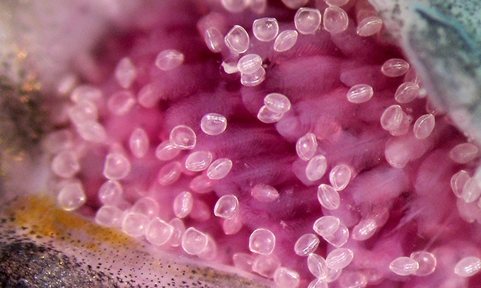 Scientists hatch a bold plan to save endangered Appalachian mussels ...