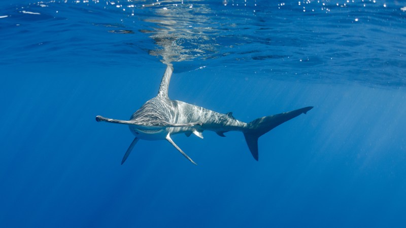 Species may swim thousands of kilometers to escape ocean heat waves