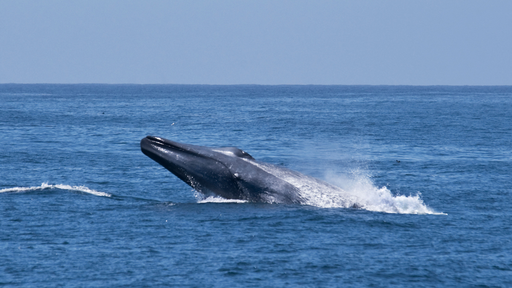 Before migrating, some blue whales switch up the timing of their songs