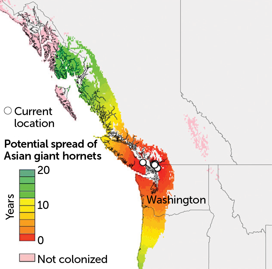 A new map shows where ‘murder hornets’ could spread in the U.S ...