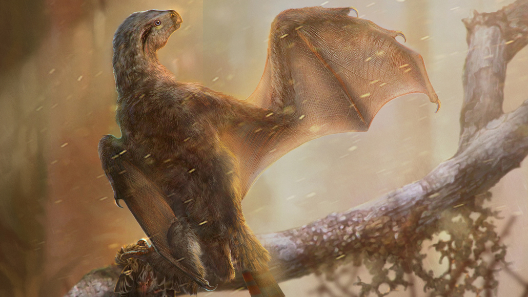 Bat-winged dinosaurs were clumsy fliers