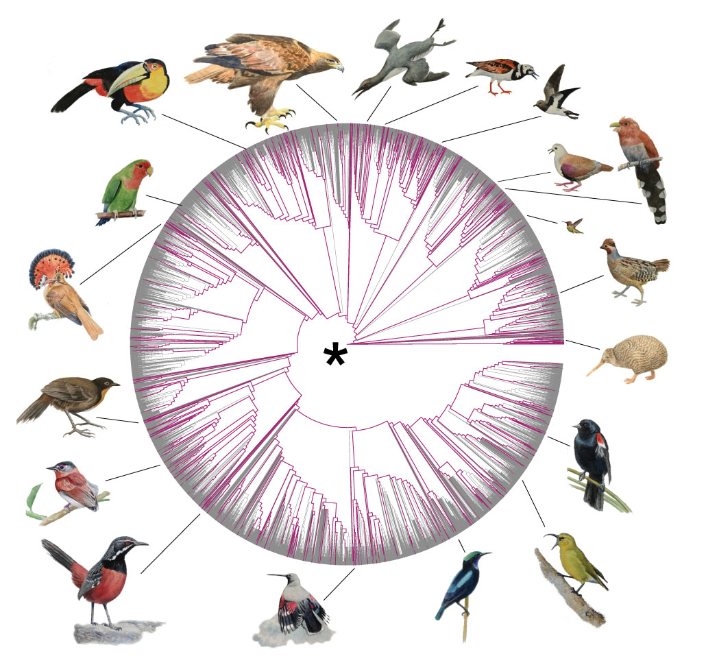 Hundreds of new genomes help fill the bird ‘tree of life’