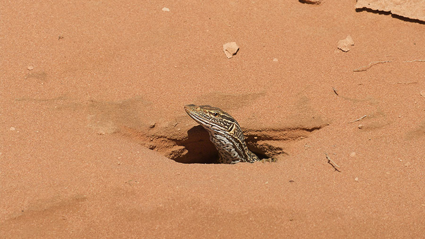 Monitor lizards’ huge burrows shelter hundreds of small animals ...