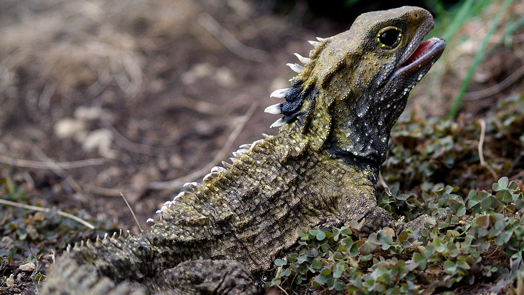 Lizard-like tuatara's extra set of genes may help them tolerate cold ...