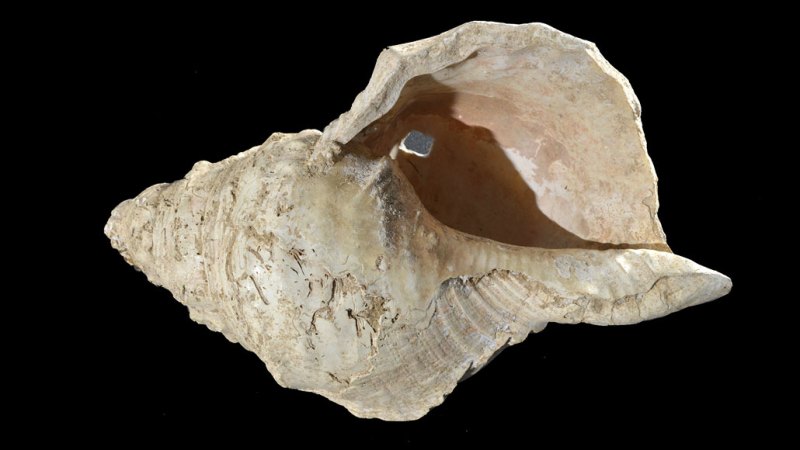 Humans made a horn out of a conch shell about 18,000 years ago