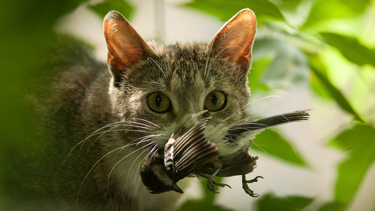 These 5 invasive species cause billions of dollars in damage | Science News