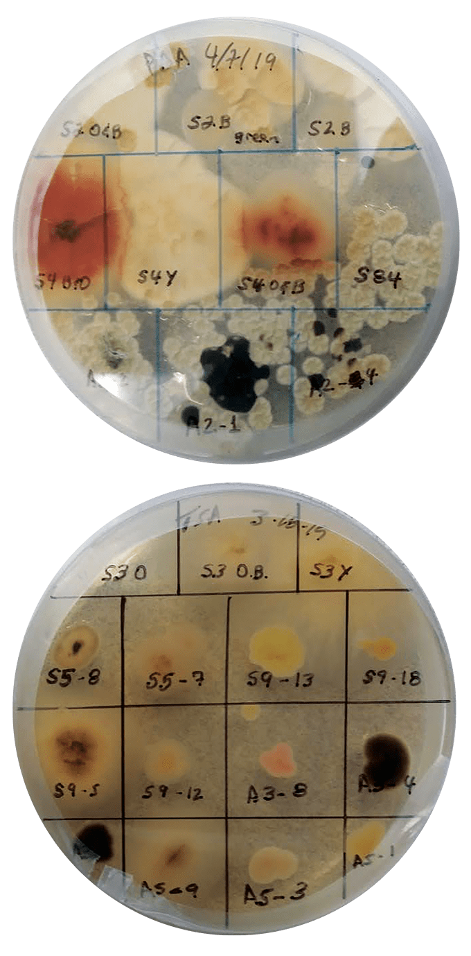 Wildfires launch microbes into the air, which may pose health risks ...