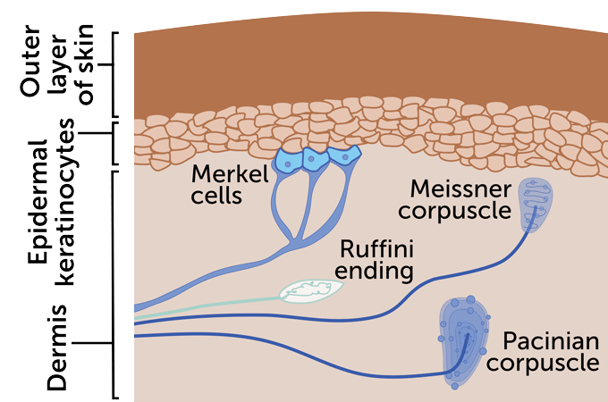 Haptics research aims to digitally capture the sense of touch | Science ...