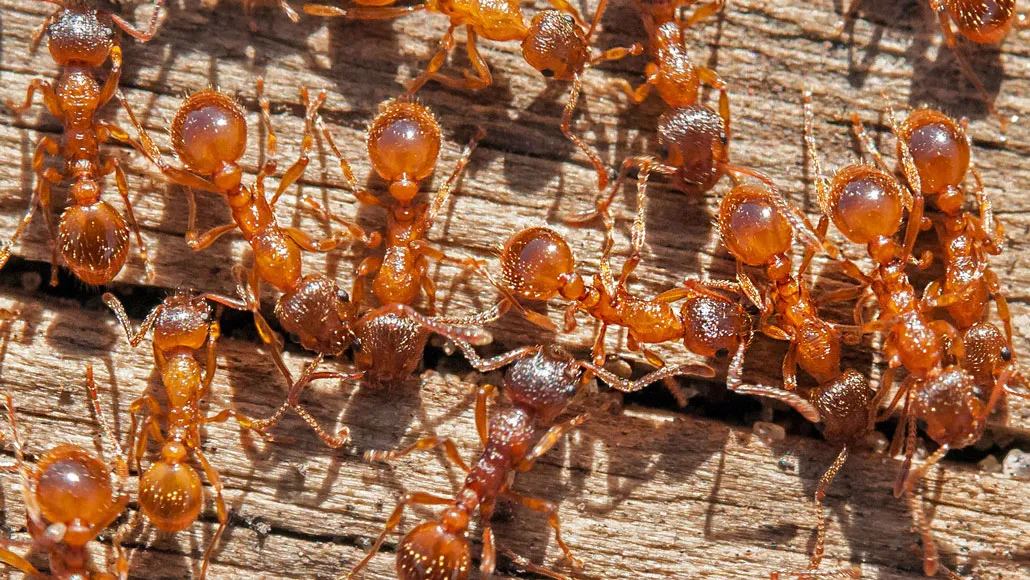 European fire ant chemicals may send spiders scurrying away