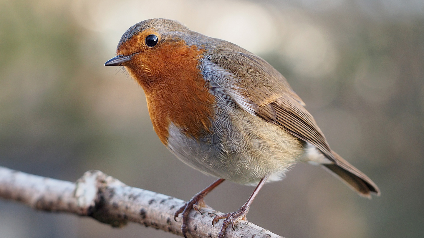 A proposed ‘quantum compass’ for songbirds just got more plausible