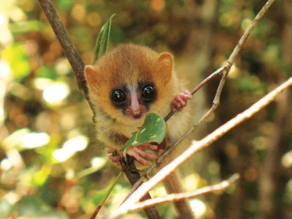 Protecting forests slows climate change more than mass-planting trees ...