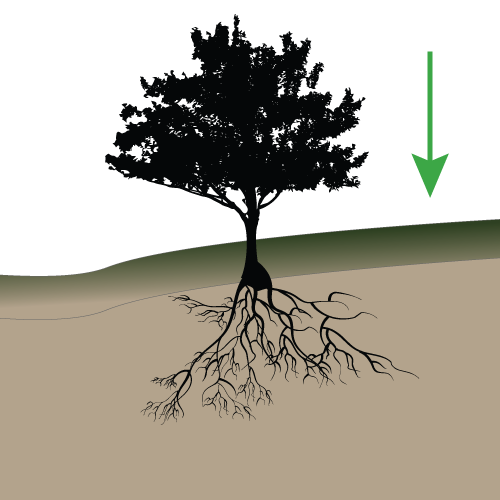 Why planting tons of trees isn't enough to solve climate change