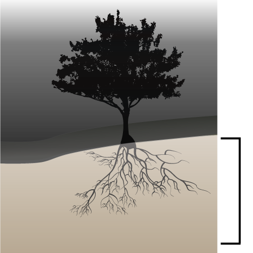 Why planting tons of trees isn't enough to solve climate change