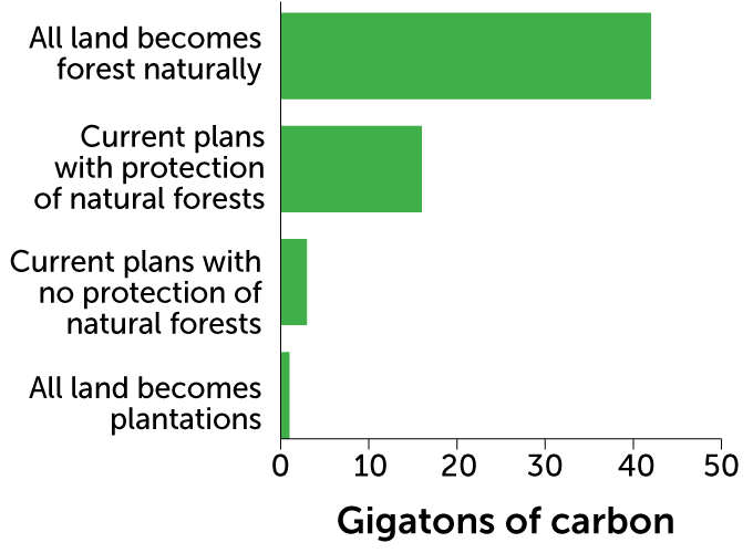 Why planting tons of trees isn't enough to solve climate change