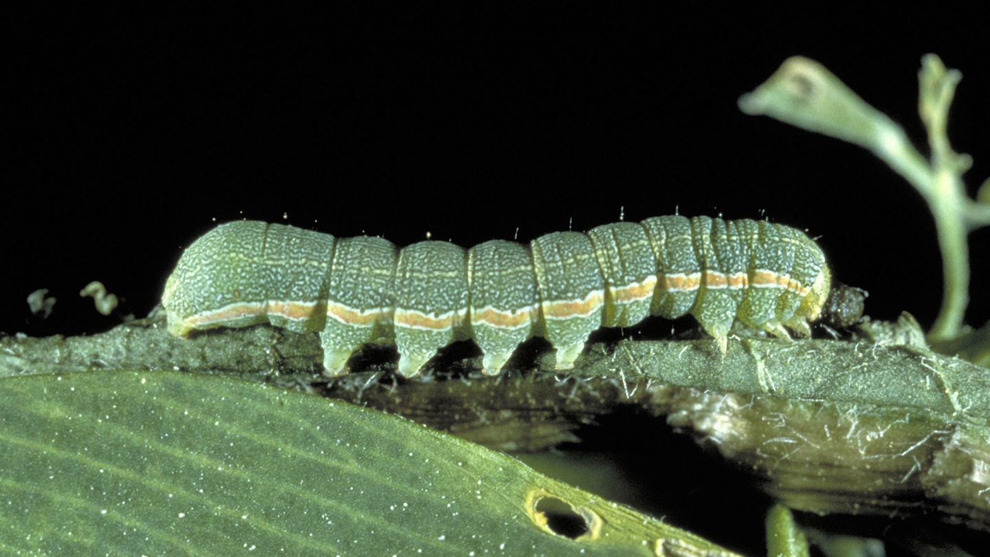 Viruses can kill wasp larvae that grow inside infected caterpillars